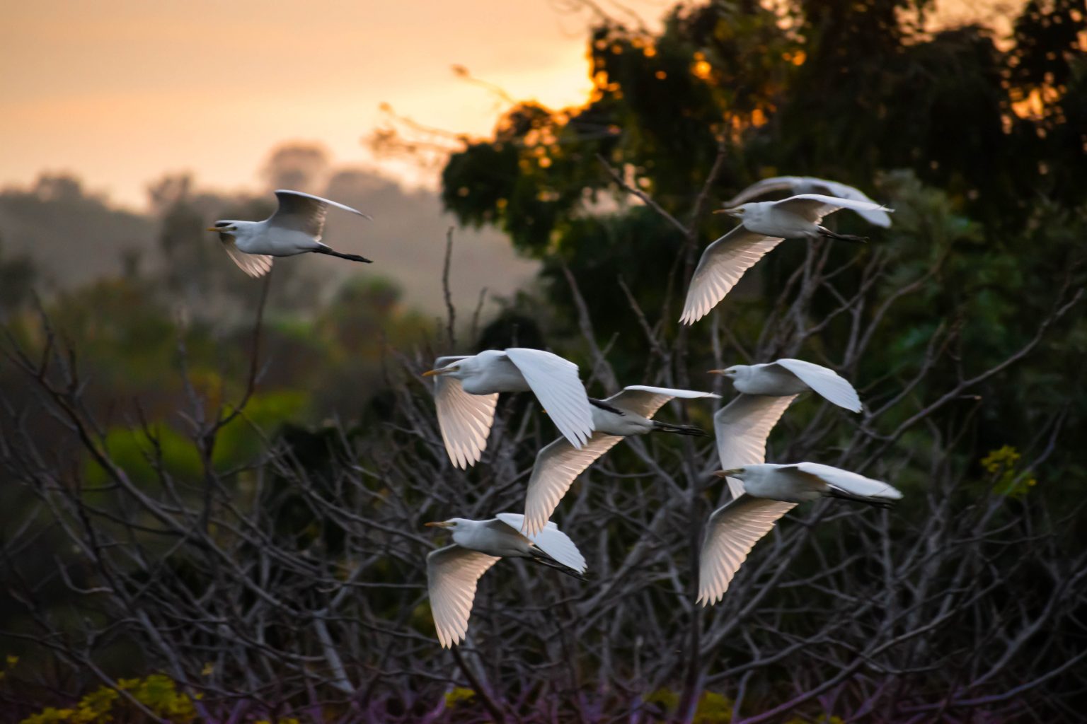 Call of the Egrets | Birds on Campus - National Law School of India ...