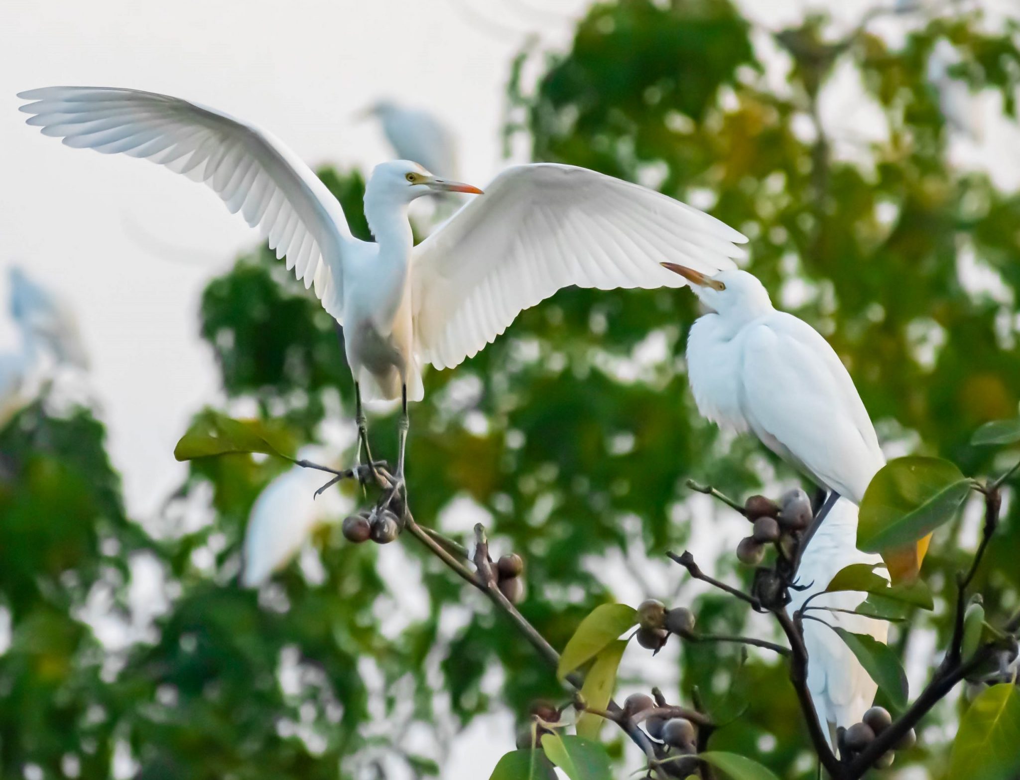 Call of the Egrets | Birds on Campus - National Law School of India ...
