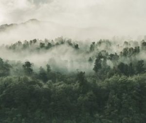 Centre for Environmental Law, Education, Research and Advocacy (CEERA ...